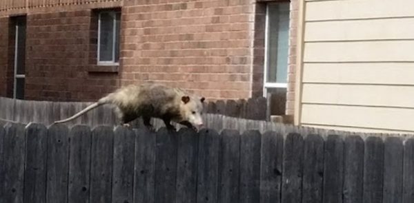 Texas possum on a fence: a mother and her baby - Ken Ritley