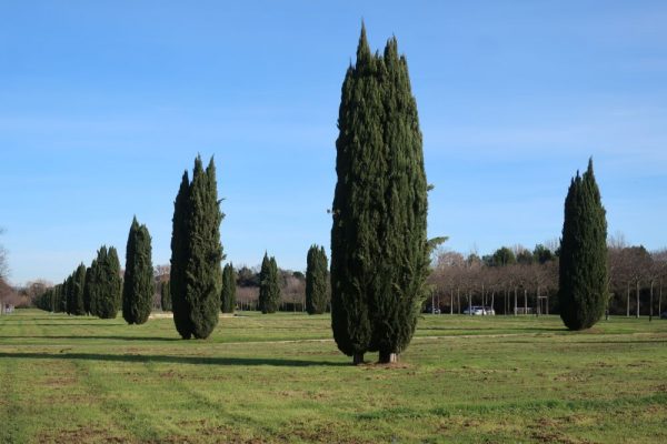 The Amazing Cypress Trees of Provence - Ken Ritley