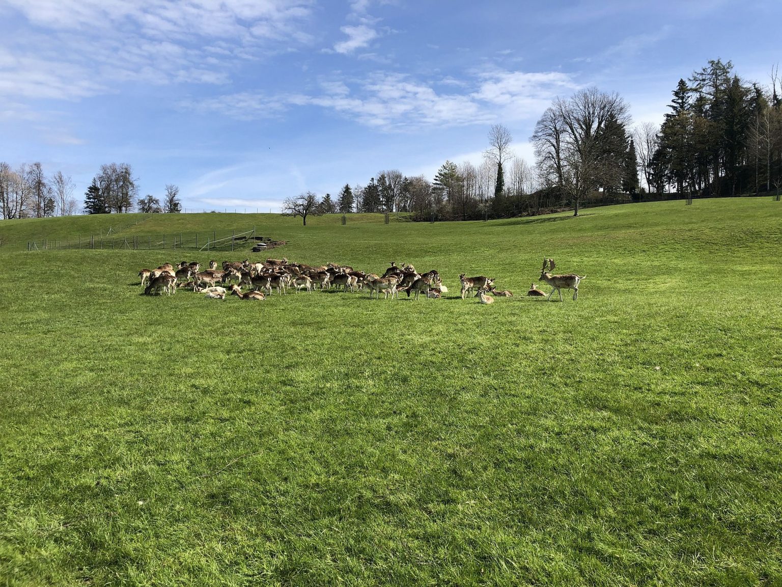 Venison farm - Ken Ritley