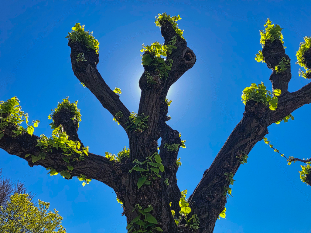 Lugano trees - Ken Ritley