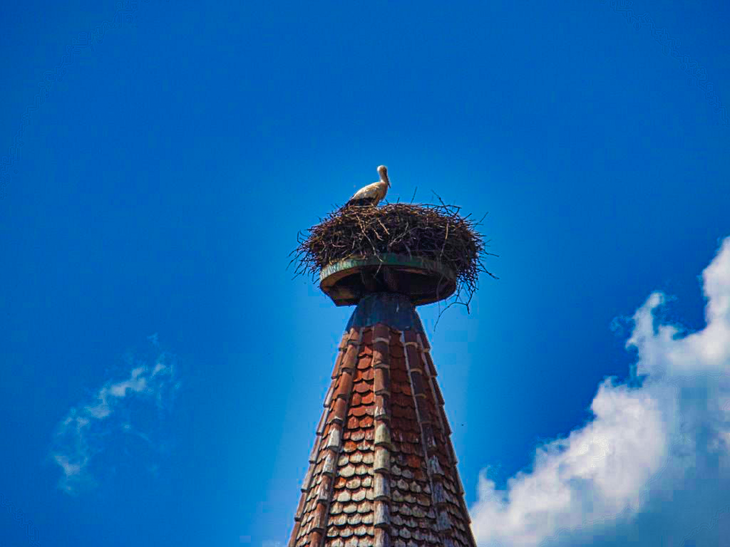 Alsatian stork - Ken Ritley