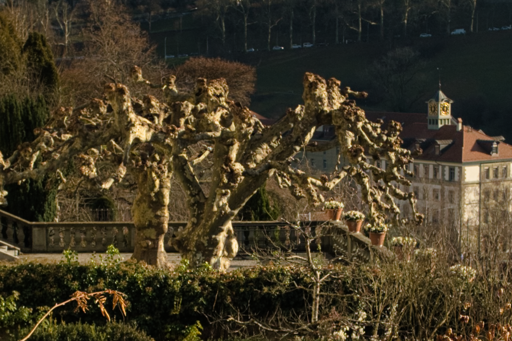 Sleeping Trees in Bern - Ken Ritley